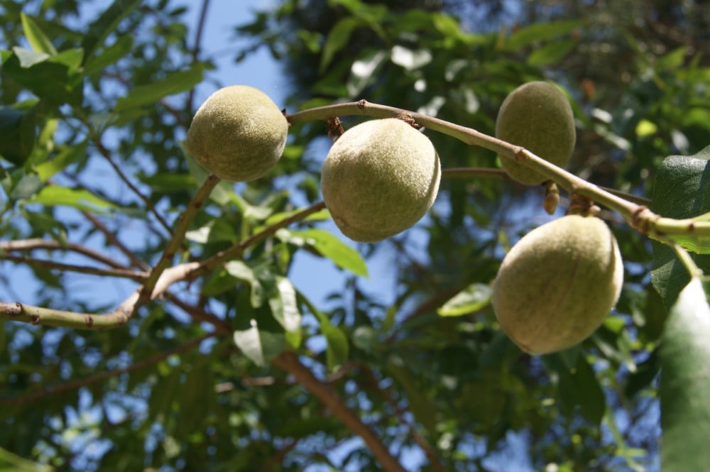 New report on water supply and horticulture demand in the Murray - Key ...